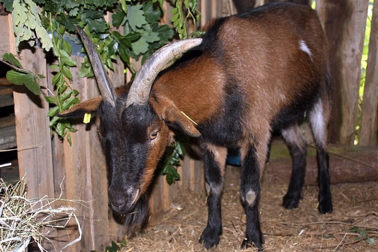 Goat Body Language FAQ - Goat Journal